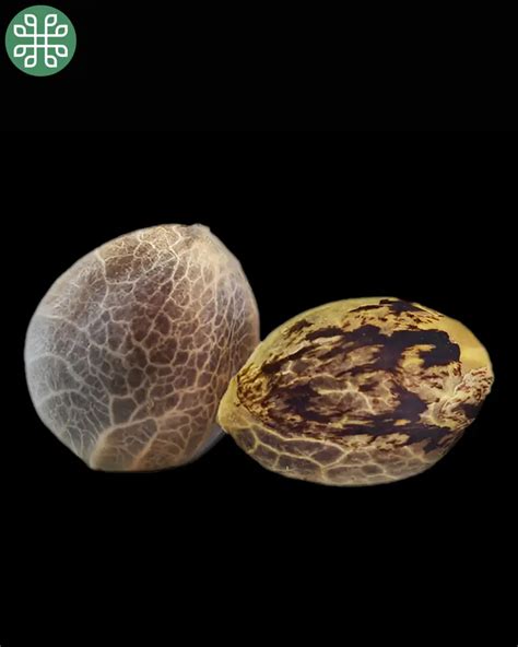 Gelato Sunrise Feminized Seeds