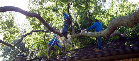Plano Tree Trimming Tree Care Trimming Removal Service Dallas Texas Tree Surgeons