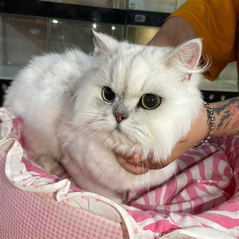 페르시안 코코 고양이 책임분양 ♥ 강아지무료분양 고양이무료분양 유기견입양 아이조아요양보호소