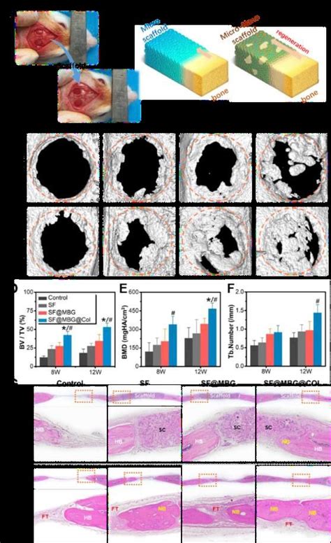Evaluation Of In Vivo Performance A Photo Of Critical Bone Defect Download Scientific