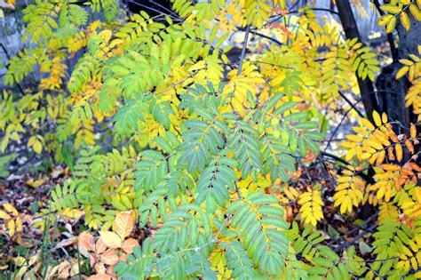 Free Images Tree Nature Branch Sunlight Flower Foliage Green