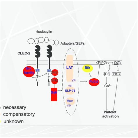 Pdf New Horizon In Platelet Function With Special Reference To A