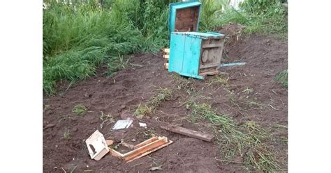 Зачестяват сигналите за унищожени кошери от мечки в Ловешко