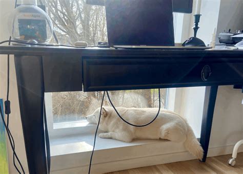 The Best Listener Never Interrupts You Unless Wanna To Play 😅 Very