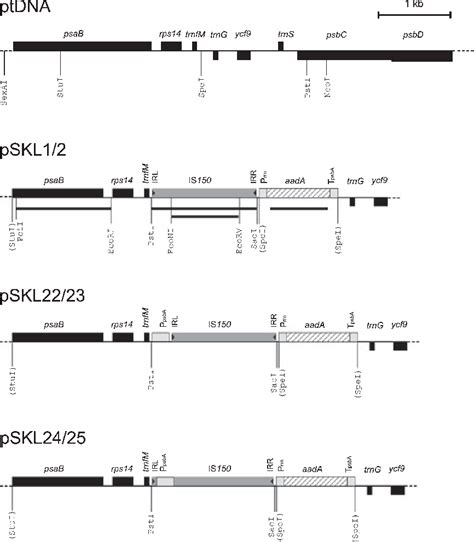 Figure 1 From Transposition Of A Bacterial Insertion Sequence In Chloroplasts Semantic Scholar