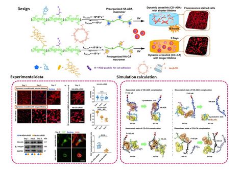 Cuhk Engineering Research Team Develops Novel Ultra Dynamic Hydrogel To Promote Differentiation