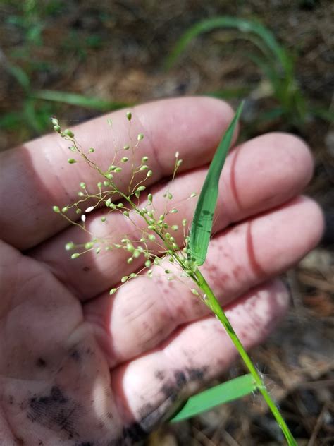 Hairy Rosette Panicgrass Grasses Sedges Ferns And Grasslike Plants