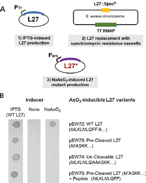 Complementation By Plasmid Encoded L27 Download Scientific Diagram