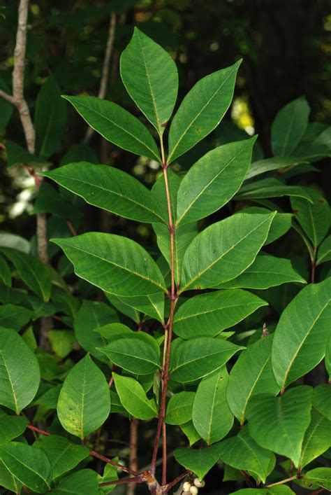 Poison Sumac Trees