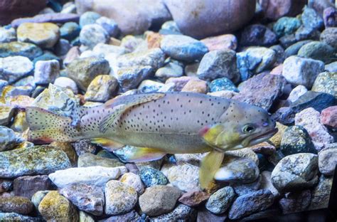 Apache Trout