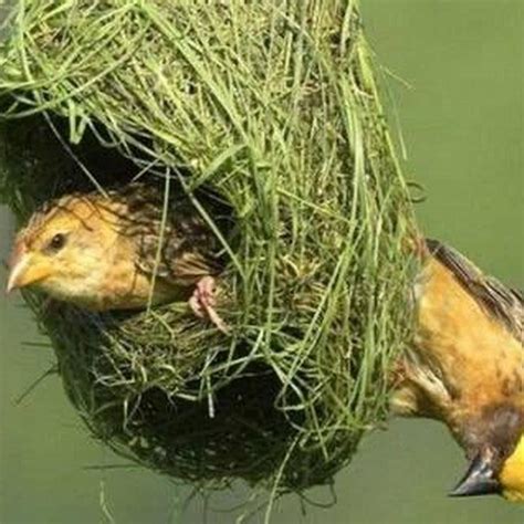 How Do You Make A Beautiful Bird Nest DIY Seattle