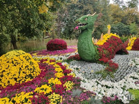 Квіткові зірки у Києві стартував фестиваль хризантем Вечірній Київ