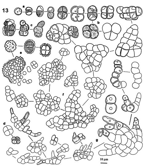 Desmococcus Olivaceus A Initial Stages B C D Four Celled Download Scientific Diagram