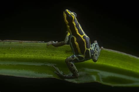 Ядовитая лягушка Циммермана Пикабу