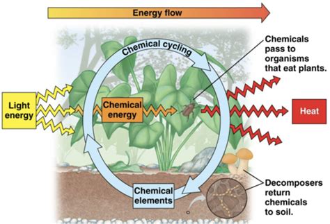 Bio Lecture Exam 2 Ch 5 6 7 8 Flashcards Quizlet