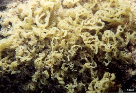 Algae Identification Complete Set Flashcards Quizlet