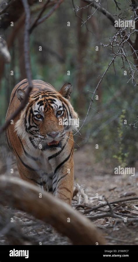 Tigre De Bengala Salvaje