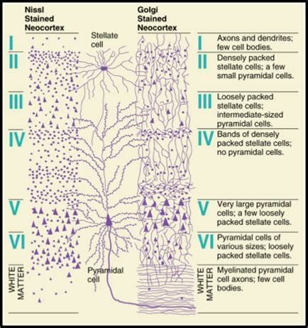 Cortex Cosmos All That Is Or Was Or Ever Will Be