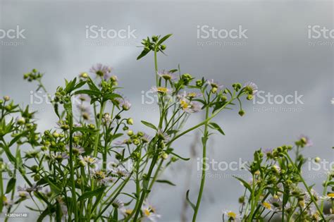야생 카모마일 또는 흰색 멜콜레페스트니크의 꽃은 흐린 하늘 선택적 초점에 대한 들판에서 나타납니다 에리게론 아누우스 꽃과 함께 여름 꽃 장면 개망초속에 대한 스톡 사진 및