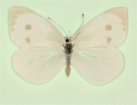 Large White Pieris Brassicae Butterfly Aberrations
