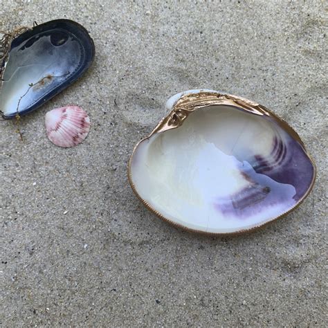 Quahog Shell Etsy