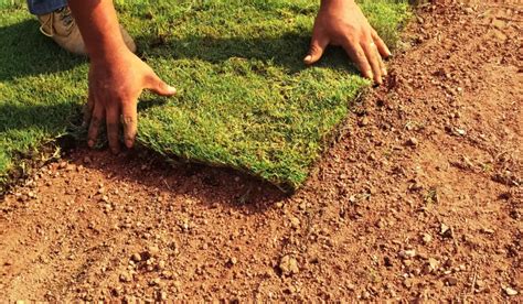 How To Restore Your Lawn After A Drought Sodlawn
