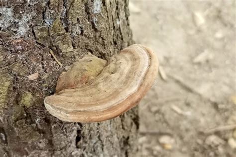 Artist S Bracket Ganoderma Applanatum Is A Bracket Fungus With A Cosmopolitan Distribution