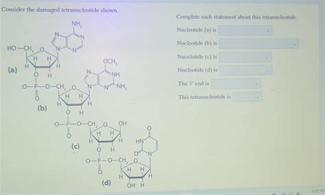 Solved Consider The Damaged Tetranucleotide Shown A