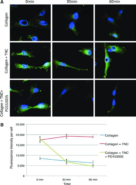 Tnc Causes Sustained Activation Of Erk Through Activation Of Egfr Download Scientific Diagram