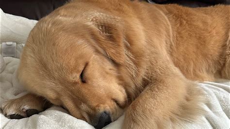 오랜만에 친구 만나서 놀고 마미랑 산책하고 코 자는 울애기 ️골든리트리버 골댕이 챔프 15개월 미국 강아지일상 구독과좋아요 시청해주셔서감사합니다 Youtube