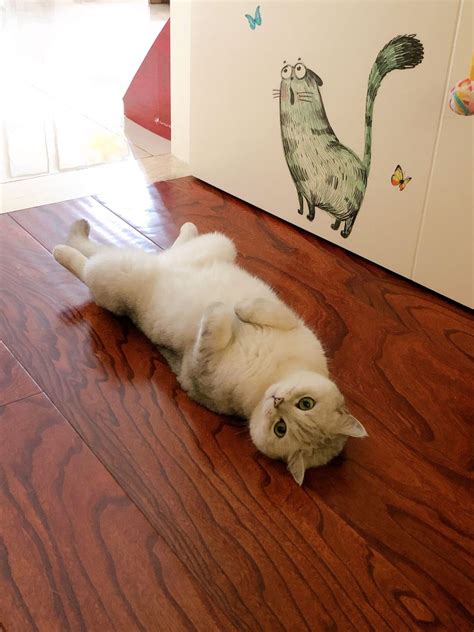 猫猫躺旁边我一扭头吓一跳这尼玛什么奇行种 NGA玩家社区