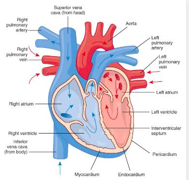 Patho Cardiac Structure And Function Flashcards Quizlet