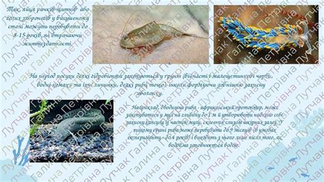 Презентація Адаптації організмів до умов водного середовища мешкання Презентація Біологія