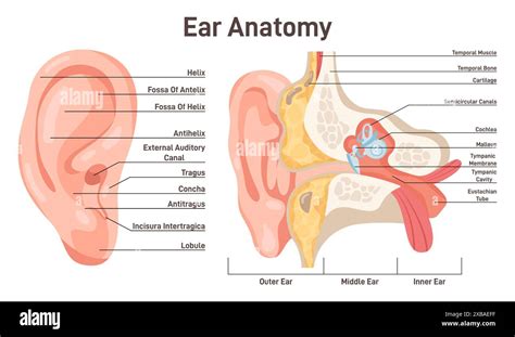 Ear Anatomy Human Sound Organ Anatomical Structure Outer Middle Inner Ear Healthy Sensory
