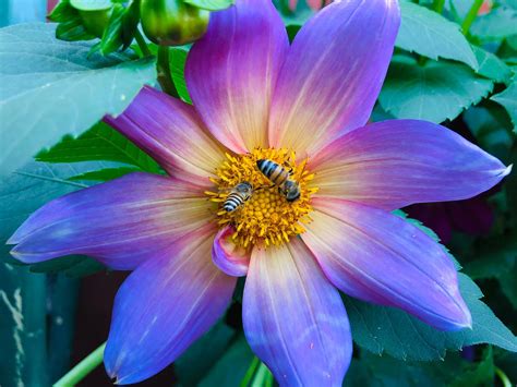 The Royal Radiance Exploring The Majesty Of Queen Bee Skincare My