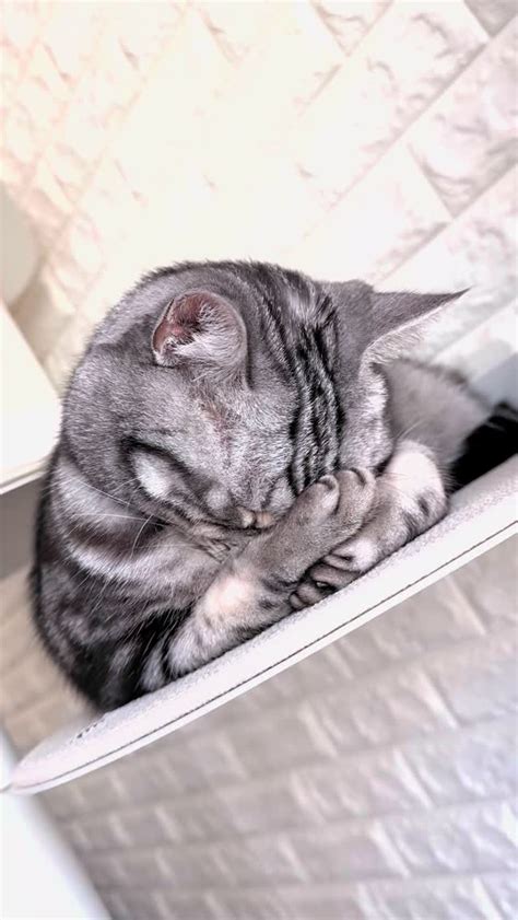 김춘배 ㄱㅇㅇ🥹 So Cute🥹 춘배 아메리칸숏헤어 아메숏 고양이 귀여운고양이 고양이일상 고양이그램 고양이스타그램 고양이집사 캣