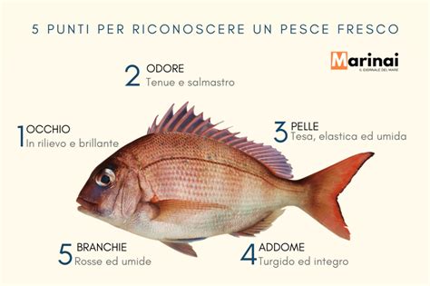 Come Riconoscere Il Pesce Fresco Il Giornale Dei Marinai