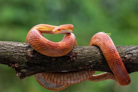 La Serpiente De Maíz Una De Las Más Populares Mascotas