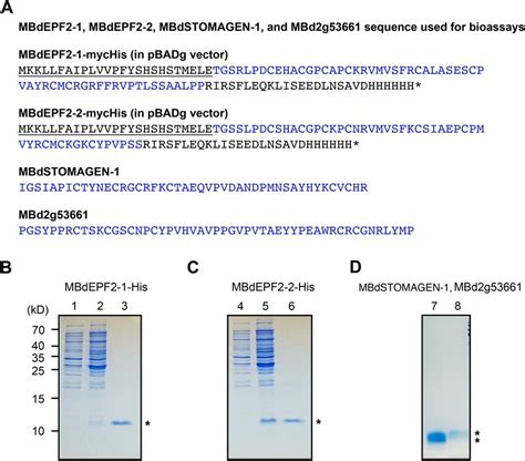 Fig S7 Amino Acid Sequence Expression And Purification Of Bioactive Download Scientific