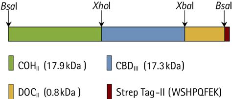 Gene Cloning Of Cohesin Cbd Dockerin Strep Tag Ii Genes Of Cohesin
