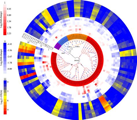 Circular Heatmap Depicting The Expression Patterns Of Ghdirs In