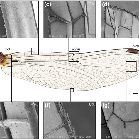 Pdf Structural Analysis Of A Dragonfly Wing