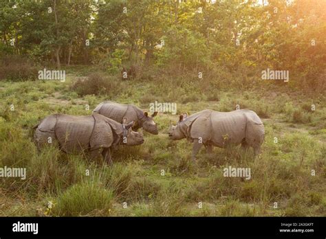 Nepal Chitwan National Park Three Greater One Horned Rhinos Rhinoceros Unicornis Face To