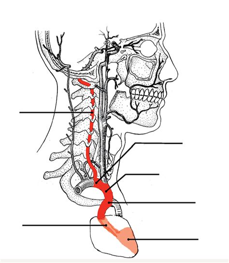 Bio 212 Brain Artery Diagram Quizlet