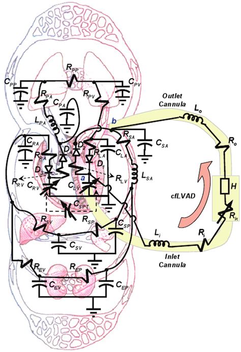 Compartmental Lumped Parameter Electrical Analog Of The Circulatory
