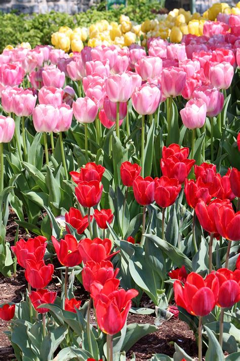 꽃들 튤립 장미 Pixabay의 무료 사진 Pixabay