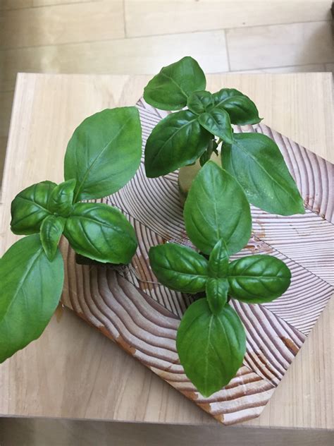 바질 내맘대로 가드닝