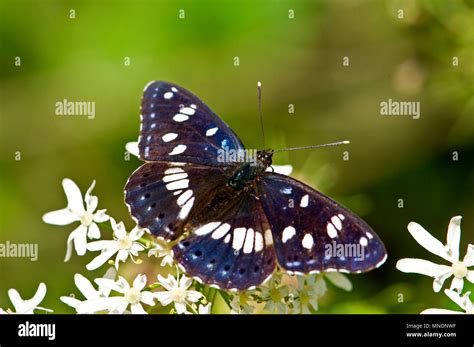 Southern White Admiral Butterfly Limenitis Reducta Forewing Slovenia