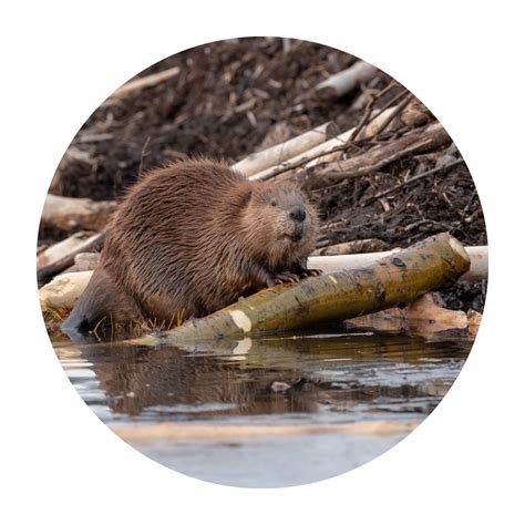 Beaver Facts Mw Beaver Partnership