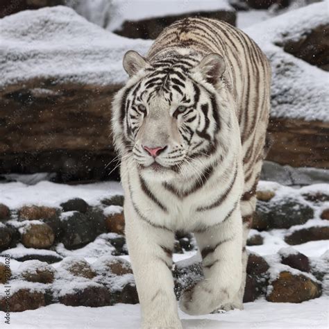 Snow White Bengal Tiger